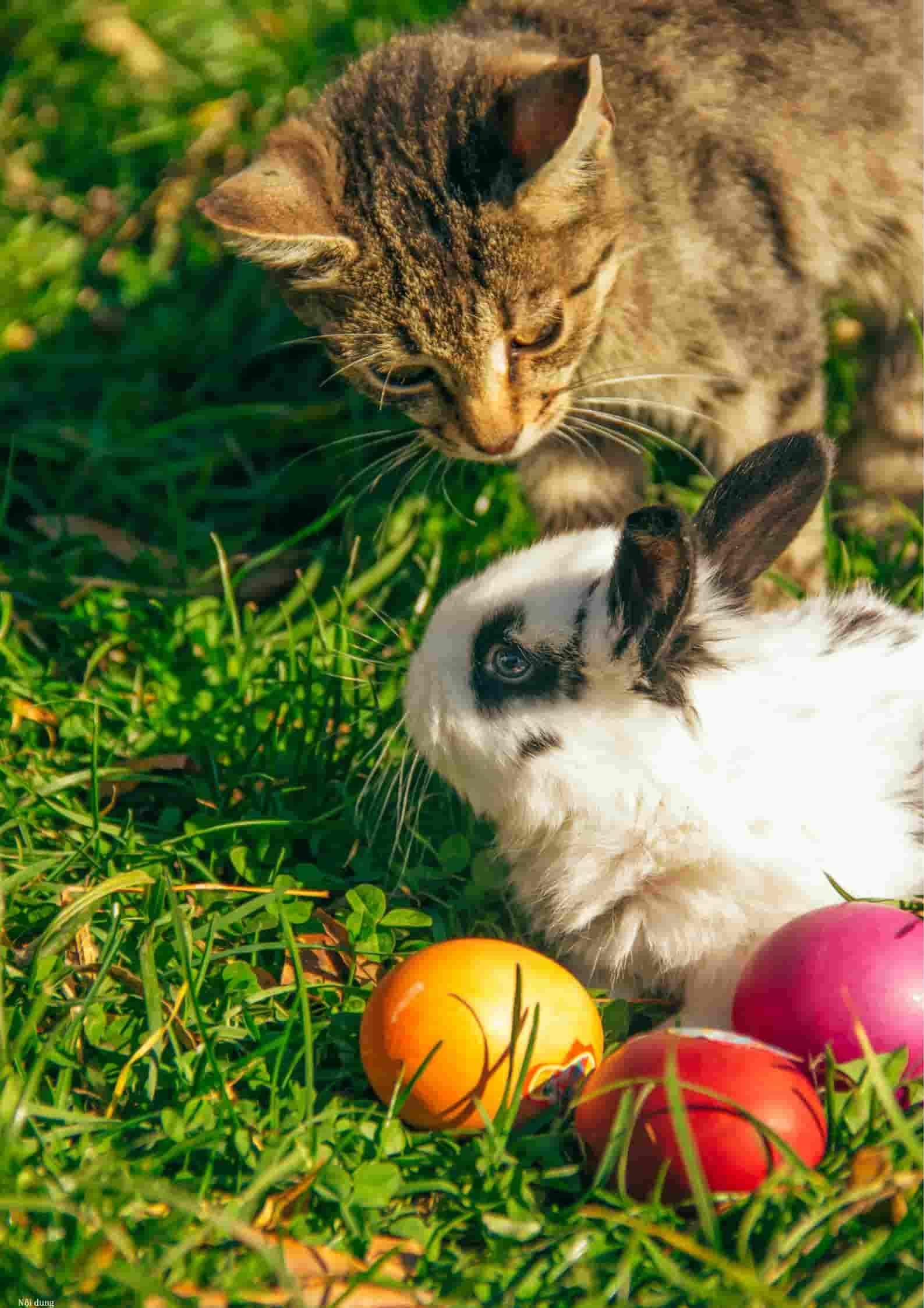 Mèo ăn kem, top 101+ hình ảnh con mèo