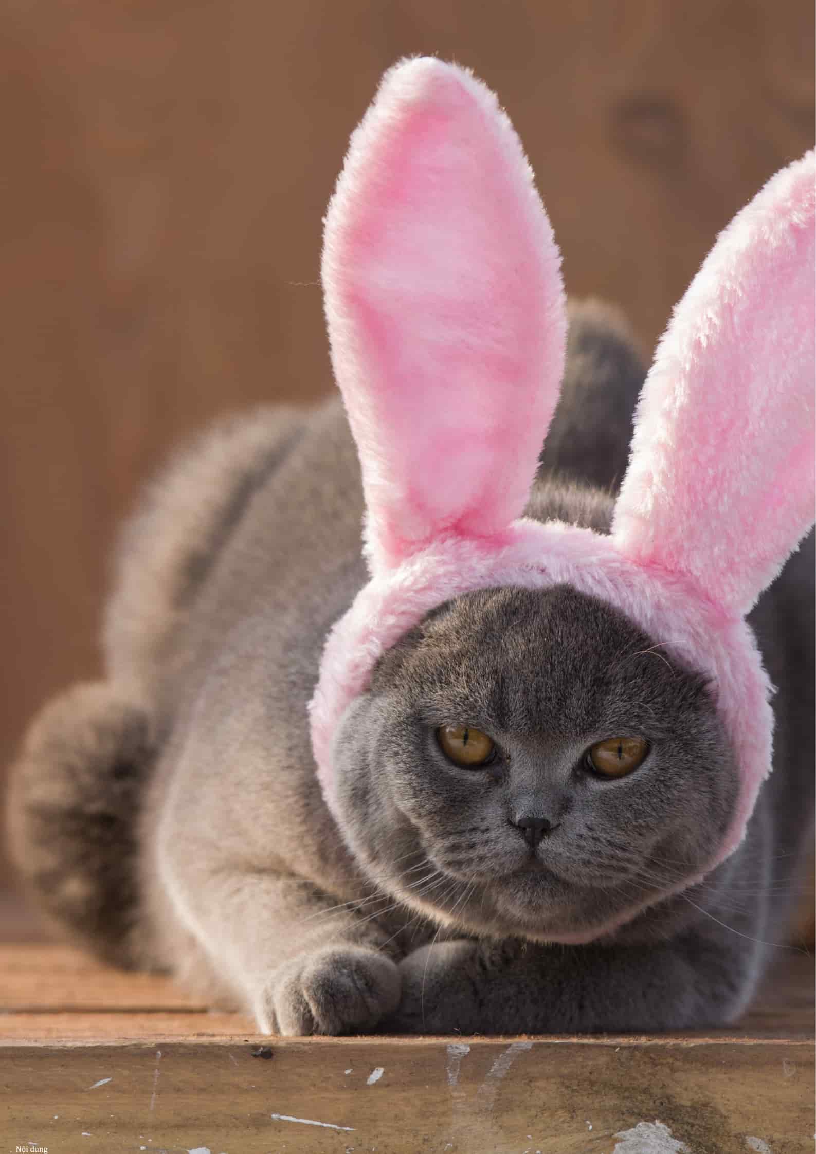 Mèo ăn kem, top 101+ hình ảnh con mèo