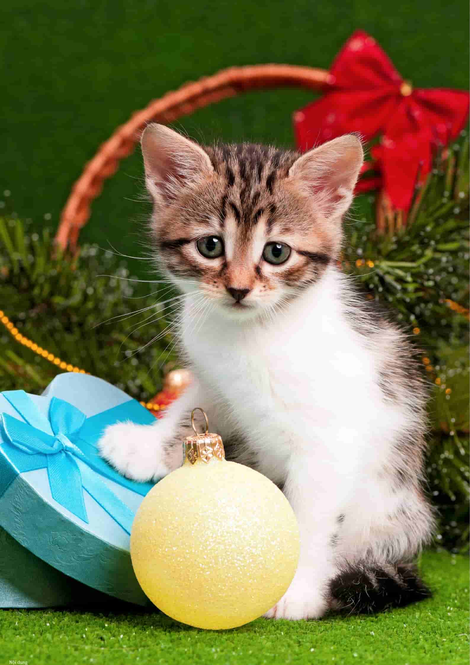 Mèo ăn kem, top 101+ hình ảnh con mèo